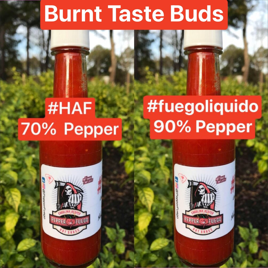 Burnt Taste Buds – pepperfuego.com